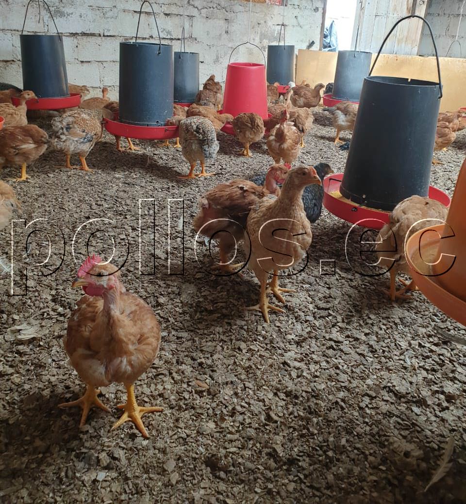 Pollos camperos criollos cariocos guaricos pequeños para criar en venta
