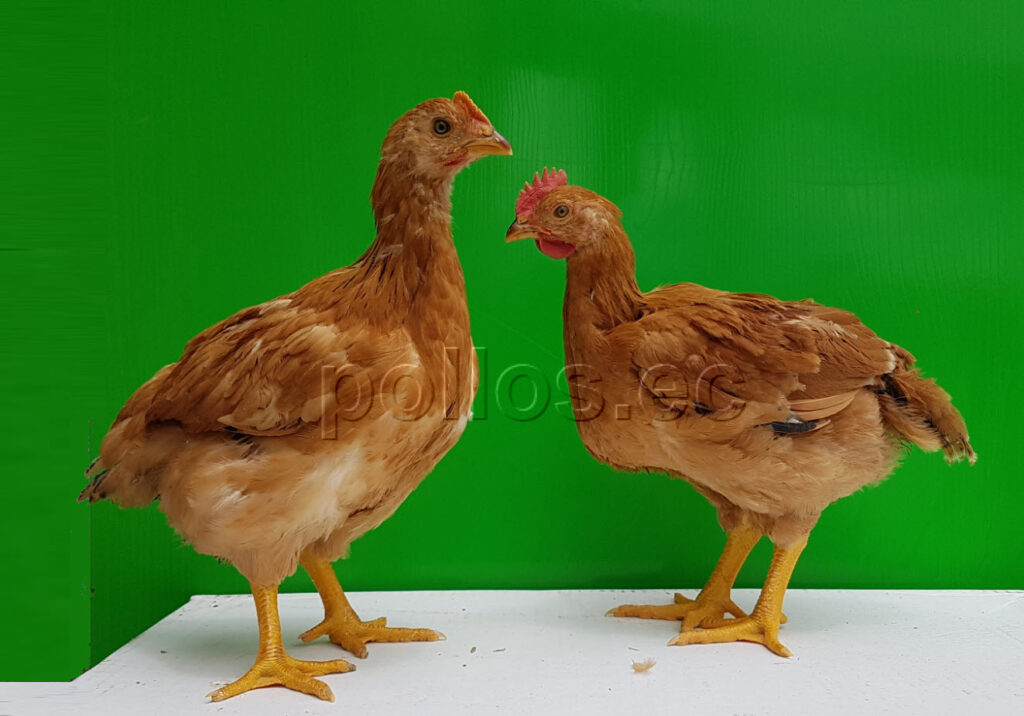 Pollos camperos criollos cariocos guaricos pequeños para criar en venta