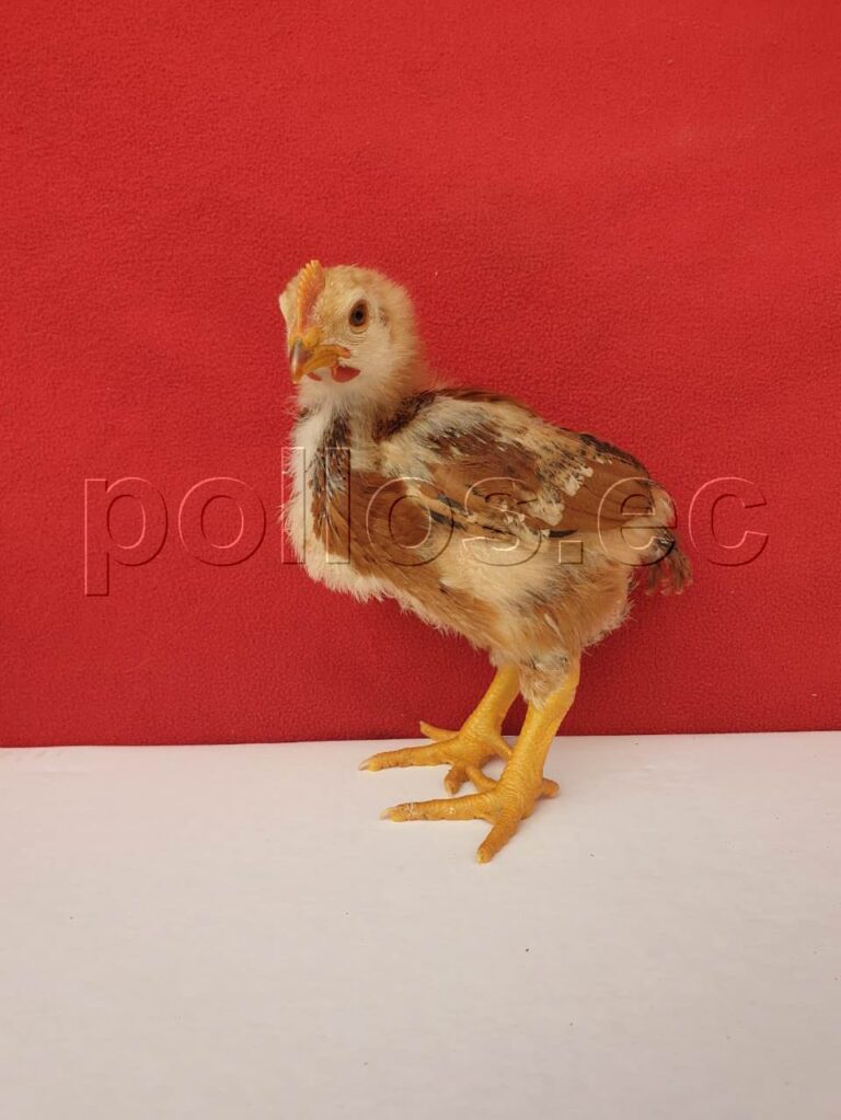 Pollos camperos criollos cariocos guaricos pequeños para criar en venta