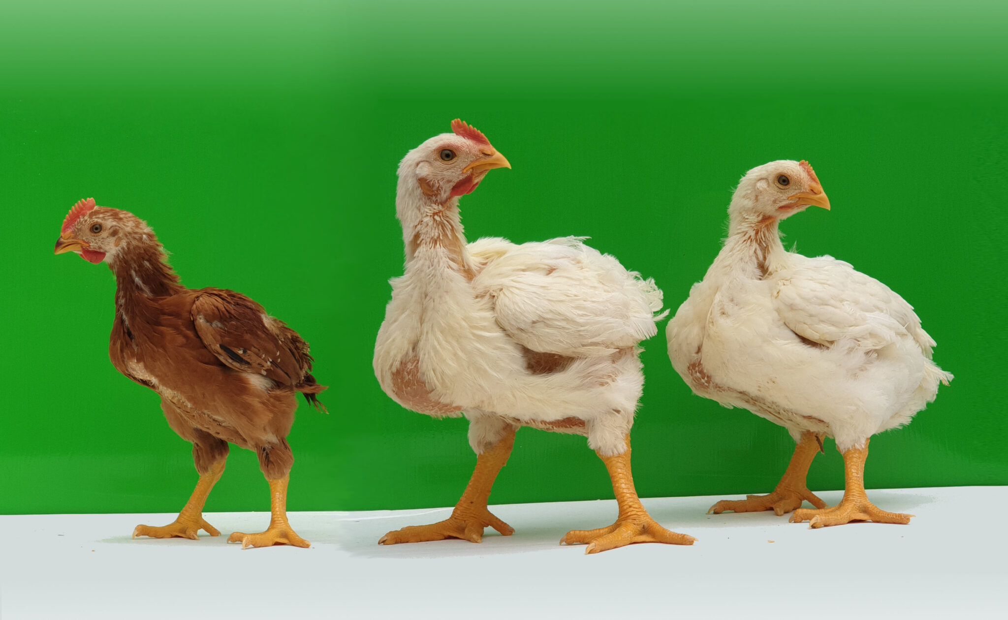 AVIFASA: Comprar pollos vivos criar por mayor negocio - AMBATO