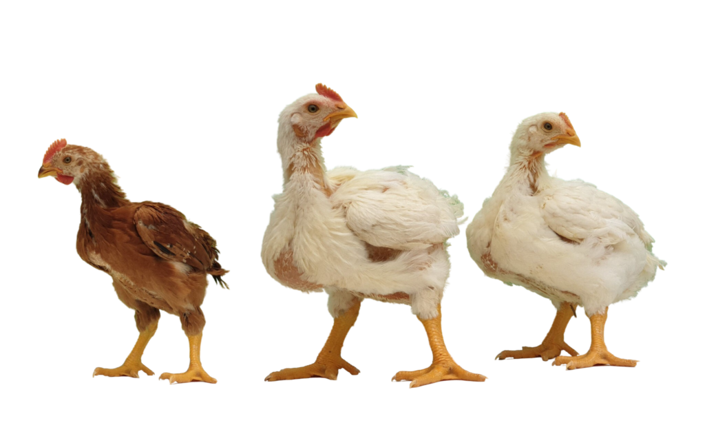 Por qué elegir los pollos de AVIFASA?